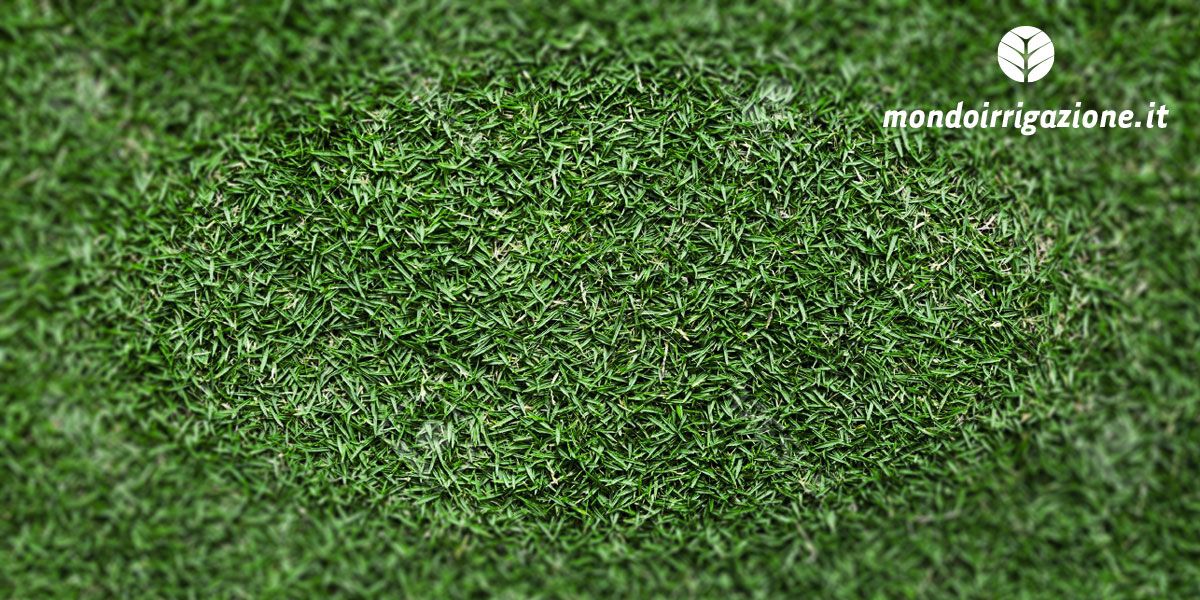 Gramigna o Cynodon Dactylon: Semi per un prato rustico